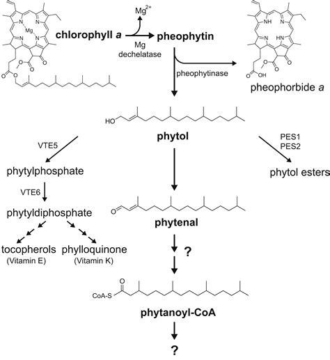 The Tail Of Chlorophyll Fates For Phytol Journal Of Biological Chemistry