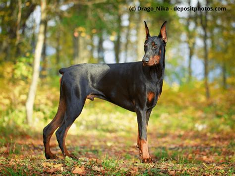 Dobermann Steckbrief Mit Fci Klasse Und Mehr Haustiermagazin
