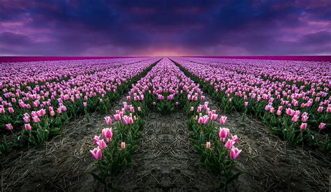 Pink Tulip Field At Sunset Ultra Background Flower Field Hd