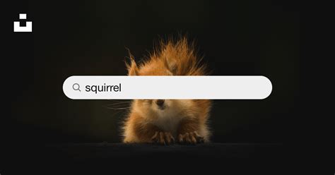 500 Squirrel Pictures Download Free Images On Unsplash