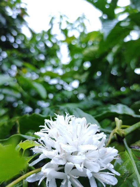Bunga Kopi Plants Garden
