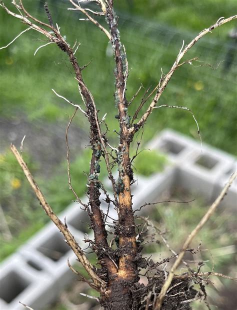Root Aphid Infestation Rmidwestgardener
