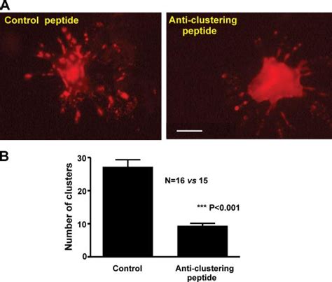 The Effect Of Injecting Anti Clustering Peptide Into Isolated Bag Cell