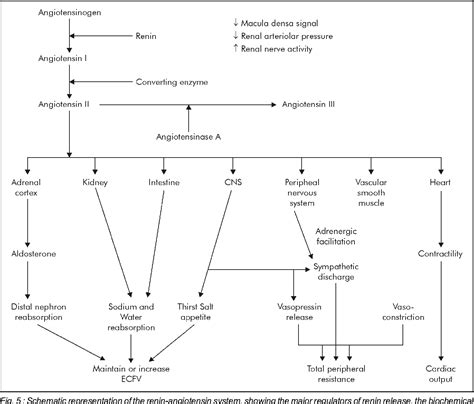 Malignant Essential Hypertension Disease Malacards 42 Off