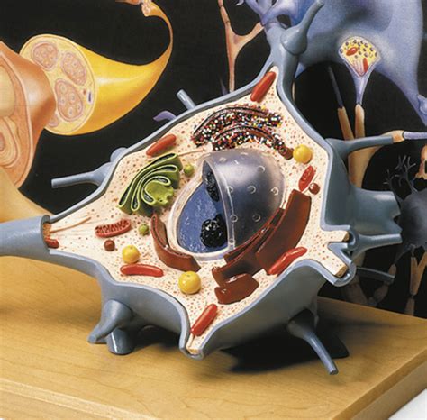Anatomical Model Of A Motor Neuron In Eanatomi Dk