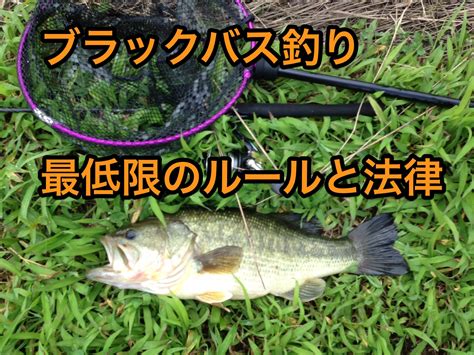 『ブラックバス』日本の法律、飼育に関してまとめ 飼育禁止？リリースは？ Reading Fish