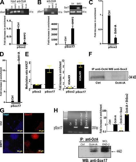 Oct4 Interaction With Sox17 Promoter And Protein At The Expense Of