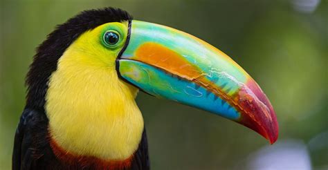 Dossier à La Découverte Des Magnifiques Toucans De Guyane Colorful