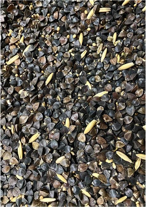Top 10 Food Plot Oats Product Reviews