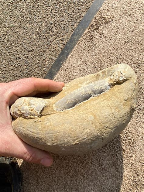 Identification Fossil ID The Fossil Forum Identification Fossil ID The Fossil Forum