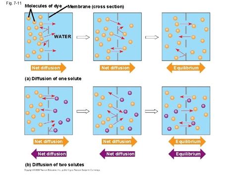 Membrane Structure Results In Selective Permeability A Cell