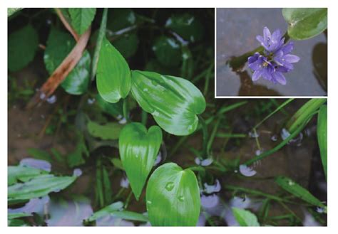 鸭舌草 神农架植物