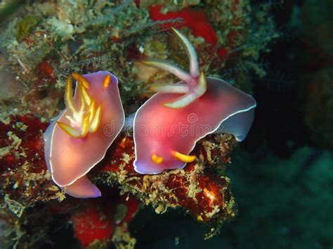 Closeup The Mating Undibranch In Underwater World Sabah Borneo Stock