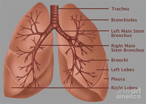 Anatomy Of The Lungs Photograph By Gwen Shockey Fine Art America