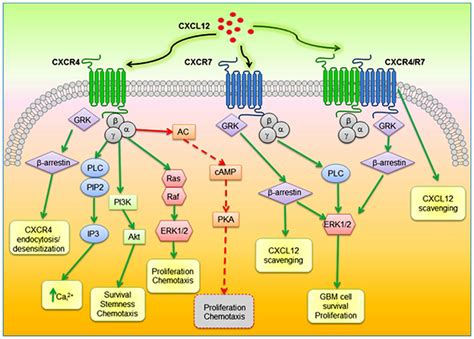 Schematic Diagram Of Proposed Cxcr4cxcr7 Crosstalk Affecting Major