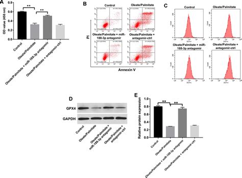 Downregulation Of Mir 188 3p Attenuates Oleatepalmitate Induced Lipid