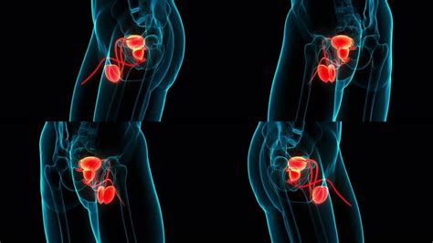 男性生殖系统解剖动画概念 视频素材下载 编号 21533961 光厂 Vj师网