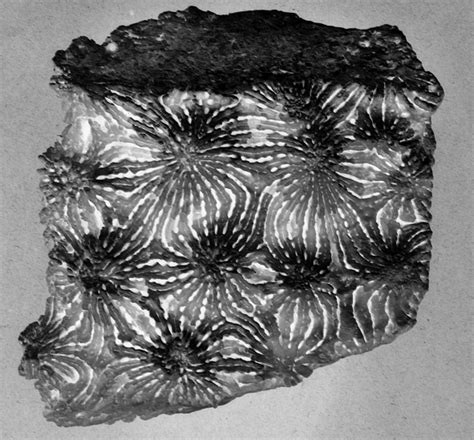 Possible Jurassic Hexacorallia Coral Fossil Id The Fossil Forum