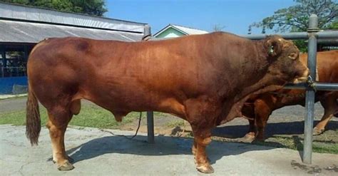 Sapi Kurban Jokowi Limousin Dan Simmental Favorit Para Presiden