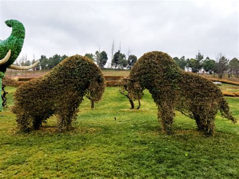 植物雕塑图片素材 植物雕塑设计素材 植物雕塑摄影作品 植物雕塑源文件下载 植物雕塑图片素材下载 植物雕塑背景素材 植物雕塑模板下载 搜索中心