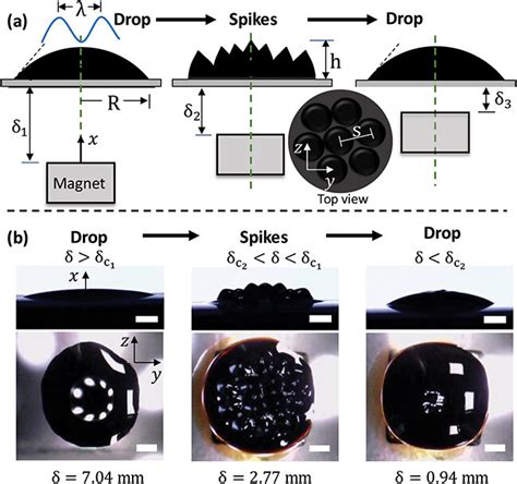 A Schematic Of Reversible Transition Of Ferrofluid Ff Drop To