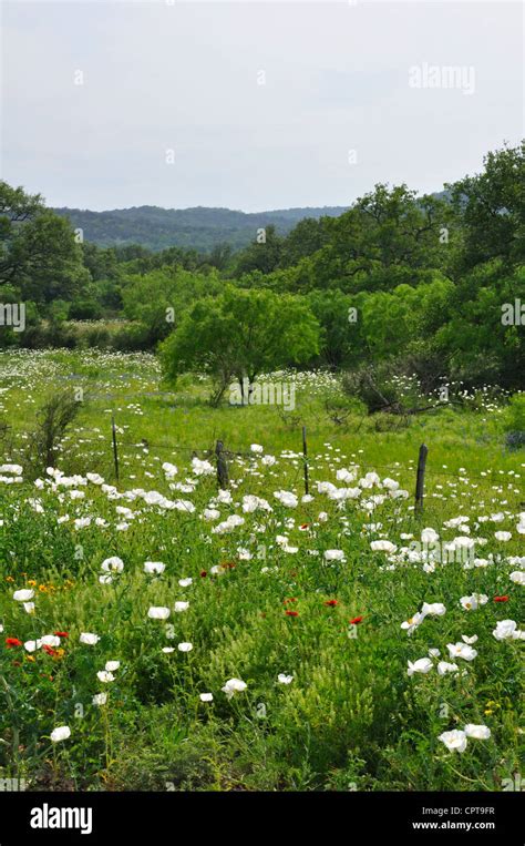 Texas Fleurs Sauvages Coquelicots Printemps Banque De Photographies Et