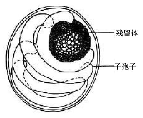 第六节 隐孢子虫病 中西医结合传染病学 医学