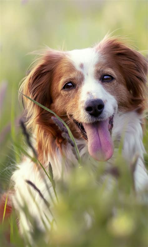 Home | Canina phama GmbH