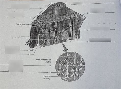 Biology Ii Diagram 2 Diagram Quizlet