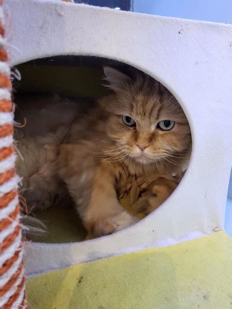 페르시안 슈 유기견입양 유기묘입양 강아지입양 소형견입양 중형견입양 대형견입양 말티즈입양 말티푸입양 비숑프리제입양 미니비숑프리제입양 포메라니안입양 푸들입양 골든리트리버입양