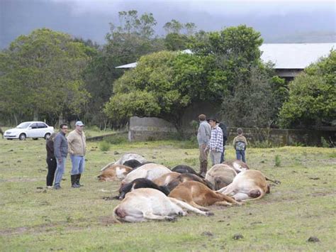 G1 Raio Mata 18 Bois E Vacas Em Fazenda No Rio Grande Do Sul