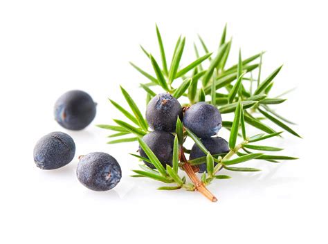 Juniper Extract Viviane Woodard Skincare