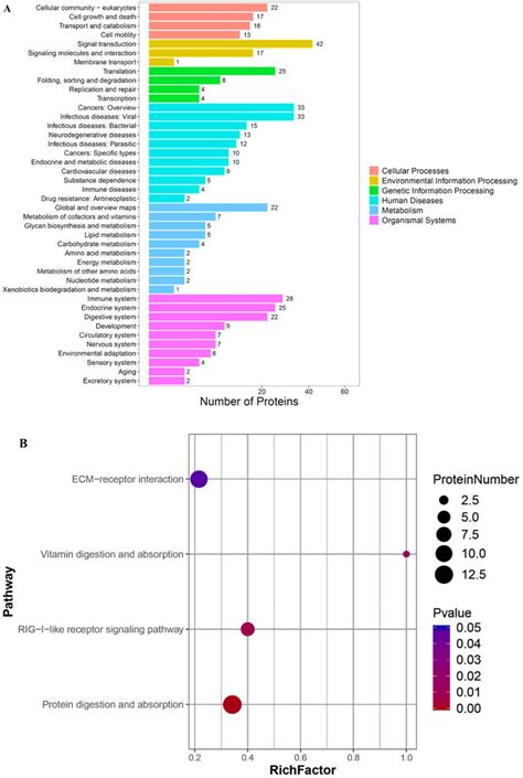 Kegg Pathway Enrichment Analysis Of Deps A The Number Of Deps