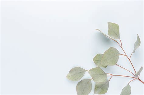 유칼립투스 구성 흰색 배경에 다양한 다채로운 꽃으로 만든 패턴 플랫 평지 스티일 라이프 유칼립투스 잎에 대한 스톡 사진 및 기타 이미지 Istock