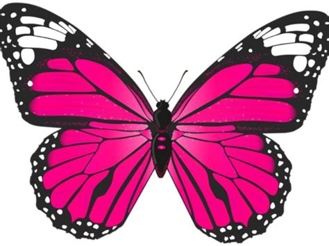 Borboletas Borboleta Rosa E Preta 3 Png Imagens E Br 9e8
