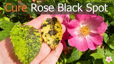 Rose Problems How To Identify And Treat Rose Black Spot Fungus