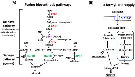 Ijms Free Full Text Purine Nucleotide Alterations In Tumoral Cell