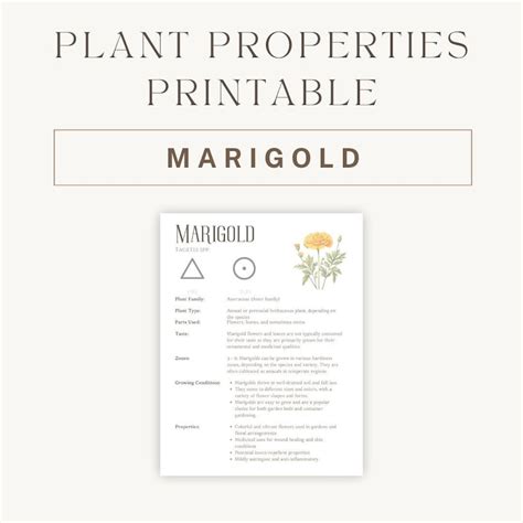 Marigold Herbal Printable Detailed Plant Guide And Uses Spiritual