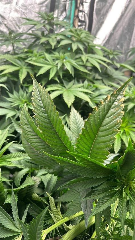 Possible Potassium Deficiency In Rdwc Ph 57 Ppm 1300 Rmicrogrowery