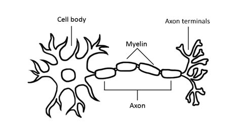 Simple Neuron Drawing