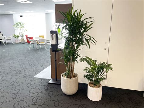 オフィスへの観葉植物レンタル導入事例｜観葉植物のレンタル（グリーンレンタル）なら株式会社西花園