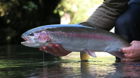 Non Native Species Arent The Boogie Man Brown Biologist Calls For