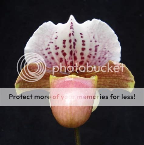 Two Paph Dolls Kobold Slippertalk Orchid Forum
