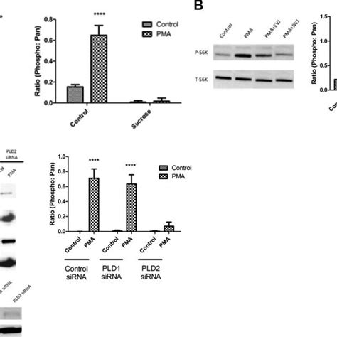 S6k Activation By Pma Requires Pkc Internalization A B Hek Cells
