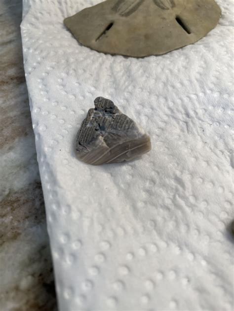 Rock Or Fossilized Shell Rwhatsthisrock