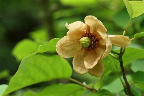 山野の花実北信と周辺 志賀高原オオヤマレンゲ