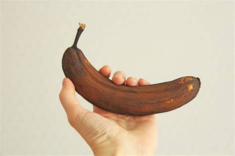 손에 검은 버 릇 바나나 손은 썩은 검은 색 또는 갈색 바나나 과일을 들고 있다 썩은 바나나 하나의 버 릇 없는 검은 바나나