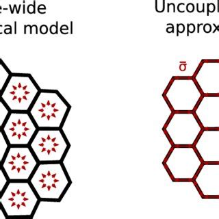 Schematic Difference Between The Tissue Wide Mechanical Model Left
