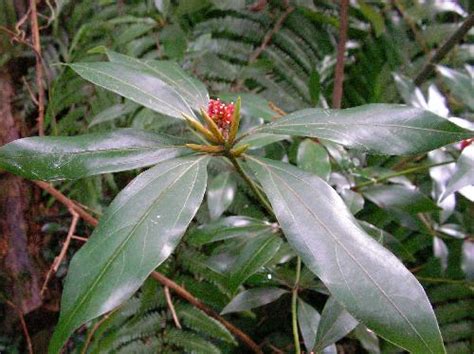 はなQ イヌガシ クスノキ科 シロダモ属 草花や樹木の図鑑