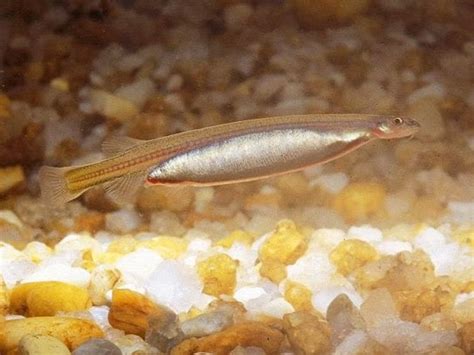 Curiosidades Del Mundo El Candirú El Pez Más Peligroso Del Amazonas